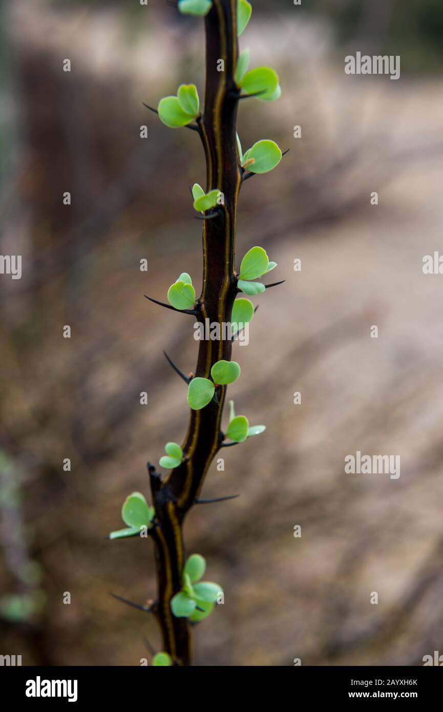 Leaves sprouting from a bush after rainfall on Isla Espiritu Santo in ...