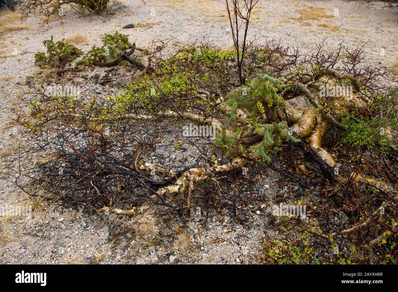 Elephant tree (Burseraceae family) on Isla Espiritu Santo in the Bahia ...