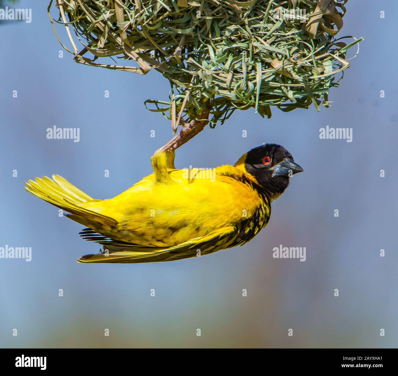 Nesting Village Weavers Stock Photo - Alamy