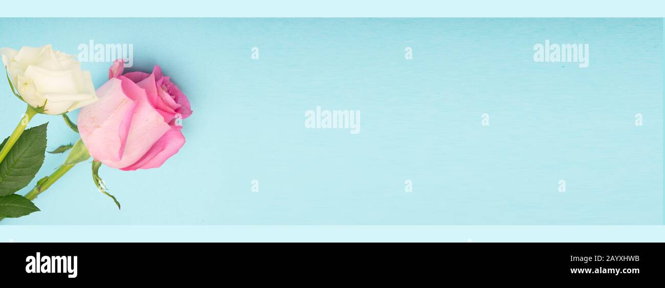 Pink rose banner with copy space, flower day concept Stock Photo - Alamy