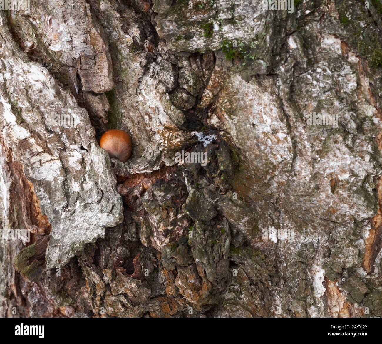 Cobnut tree hi-res stock photography and images - Alamy