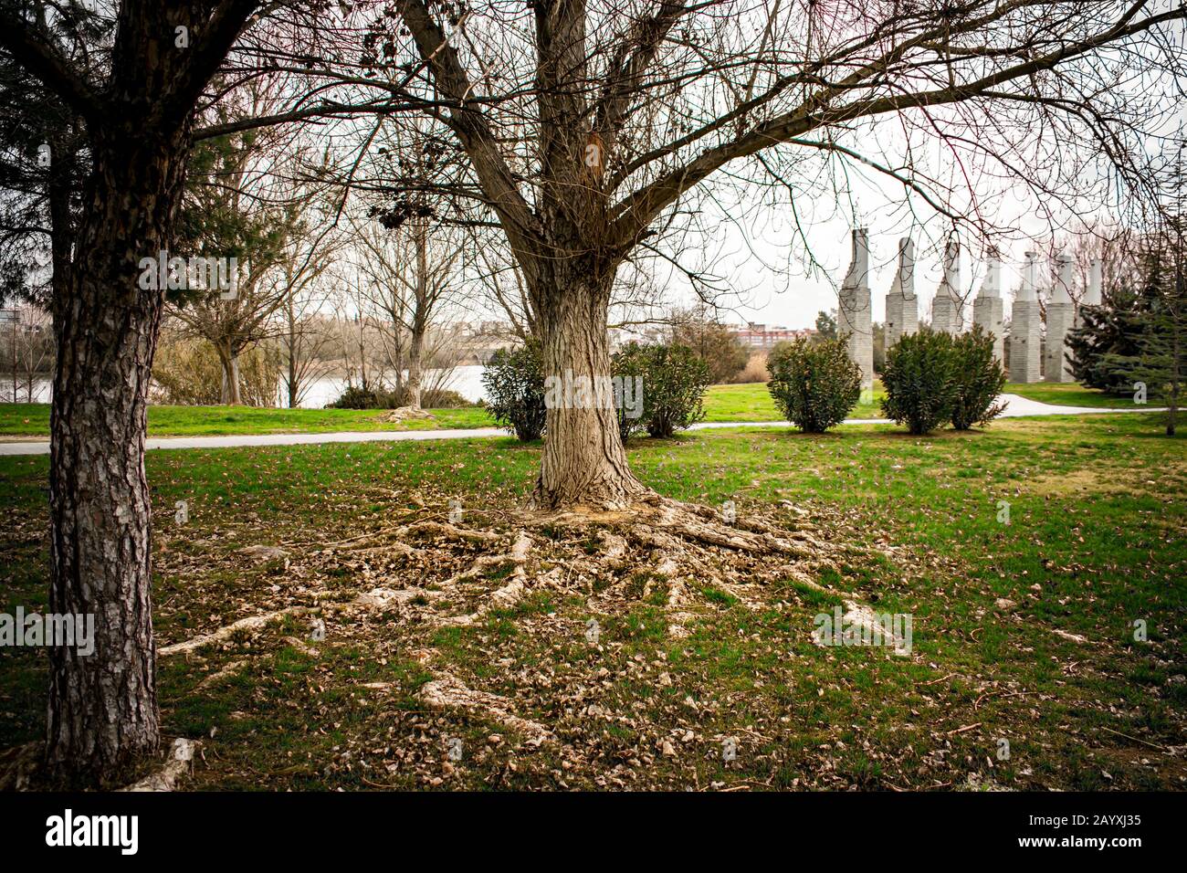Roots of a tree scatter through the ground looking for new nutrients in ...