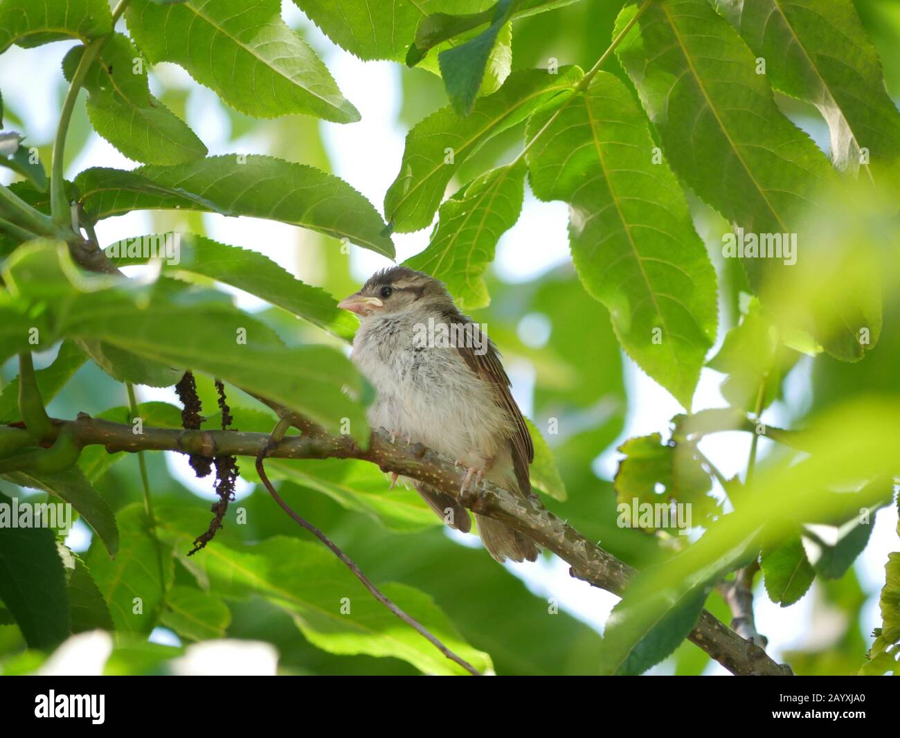 The ulm sparrow hi-res stock photography and images - Alamy