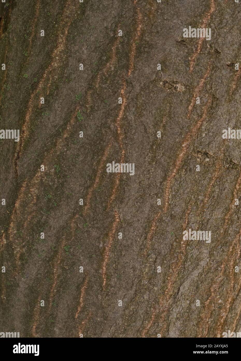 Bark green moss color with orange streaks Stock Photo - Alamy