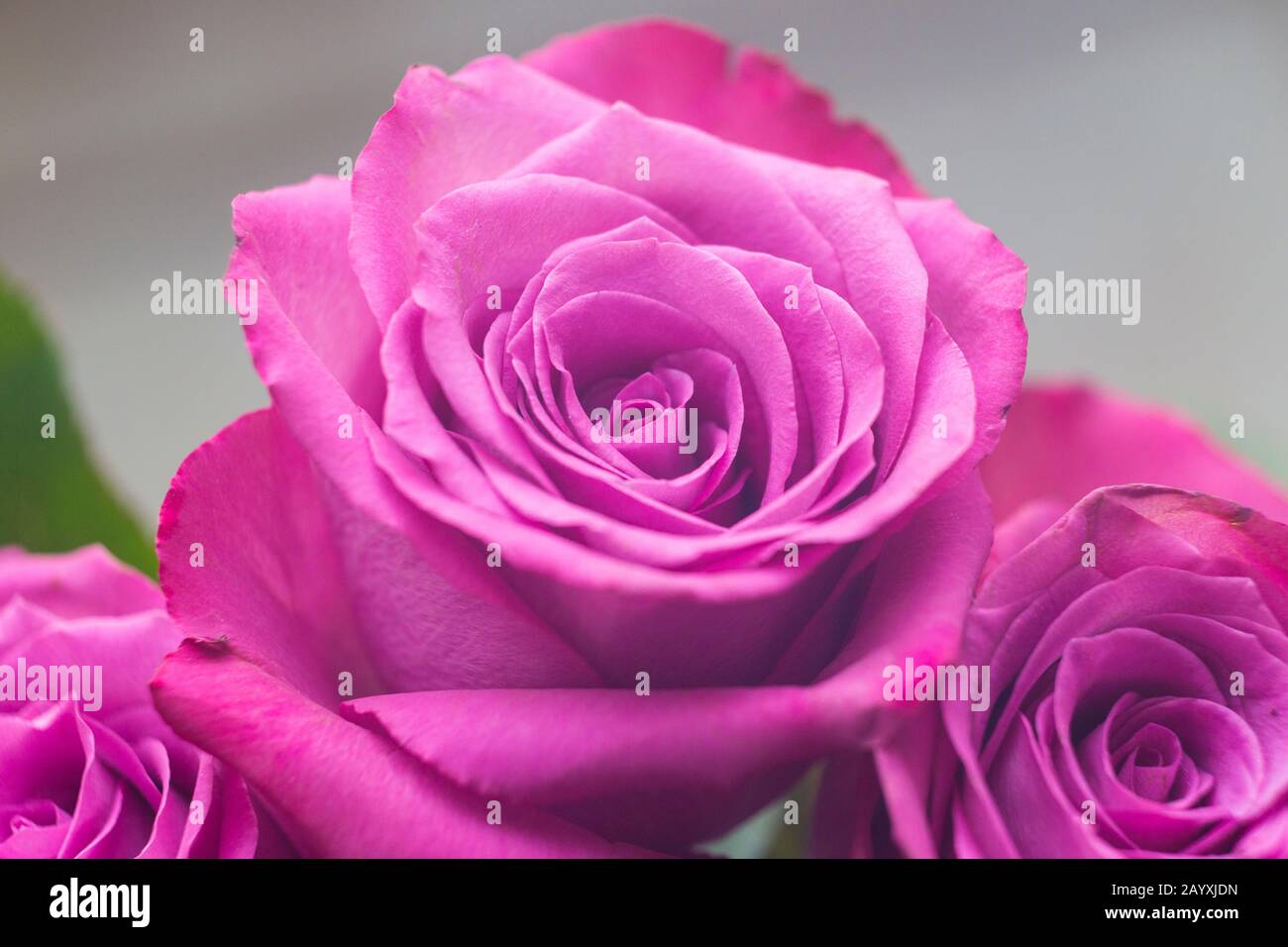 fresh purple roses Stock Photo - Alamy