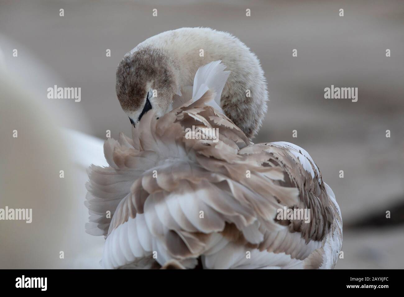 Immature_ Swan High Resolution Stock Photography and Images - Alamy