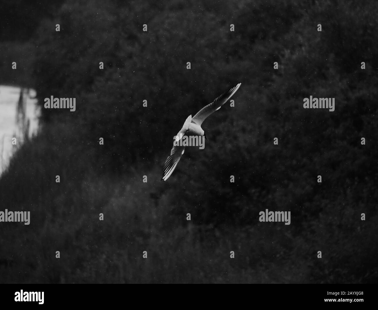 Neu-Ulm, Germany: A seagull nose diving on a rainy day Stock Photo - Alamy