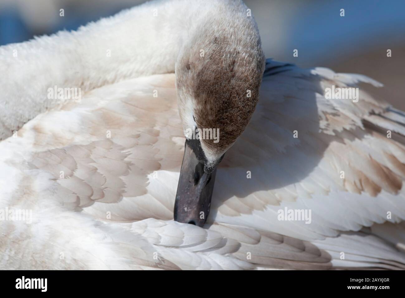 Immature swan hi-res stock photography and images - Alamy
