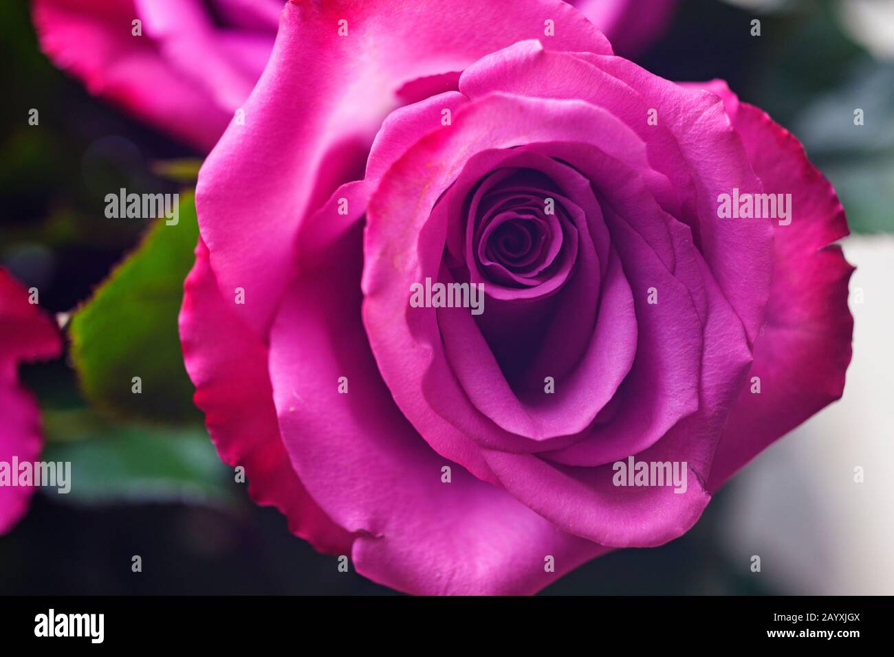fresh purple roses Stock Photo - Alamy