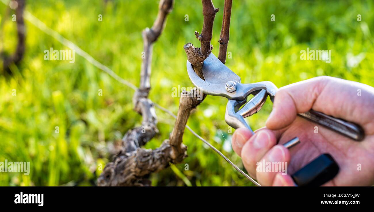 Close-up of a winegrower hand. Prune the vineyard with professional ...