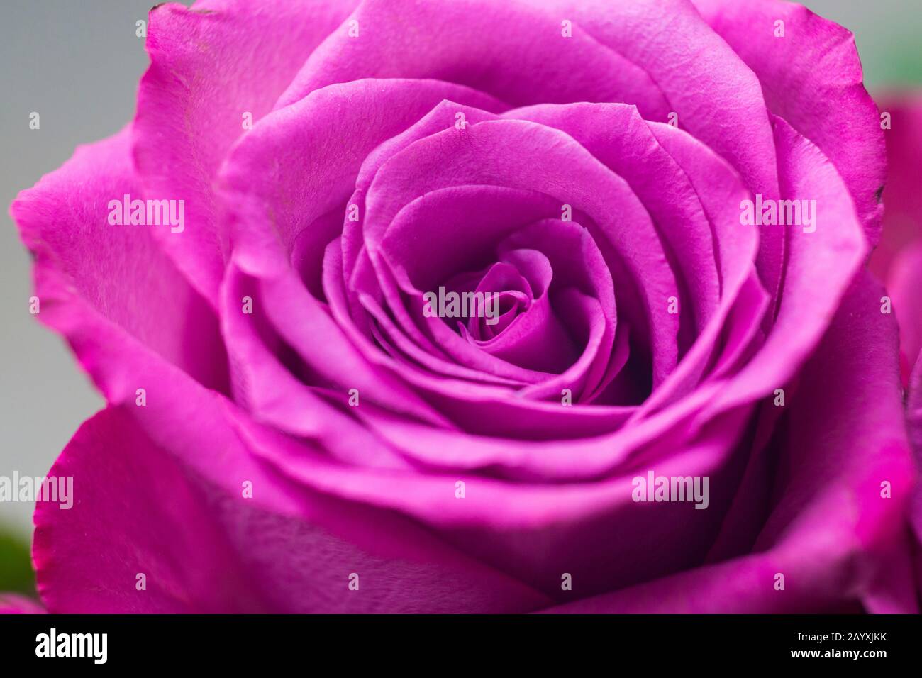 fresh purple roses Stock Photo - Alamy