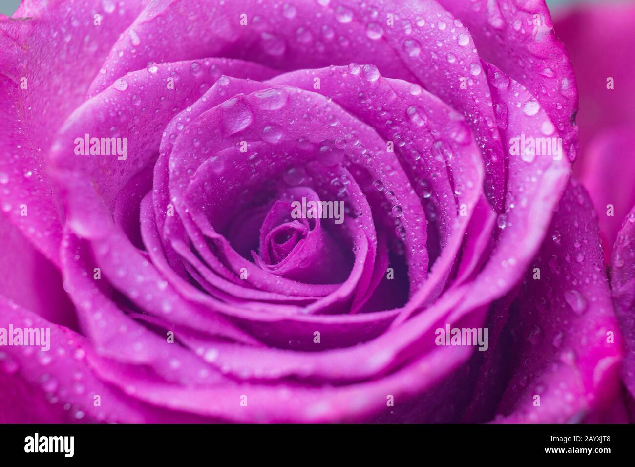 fresh purple roses Stock Photo - Alamy