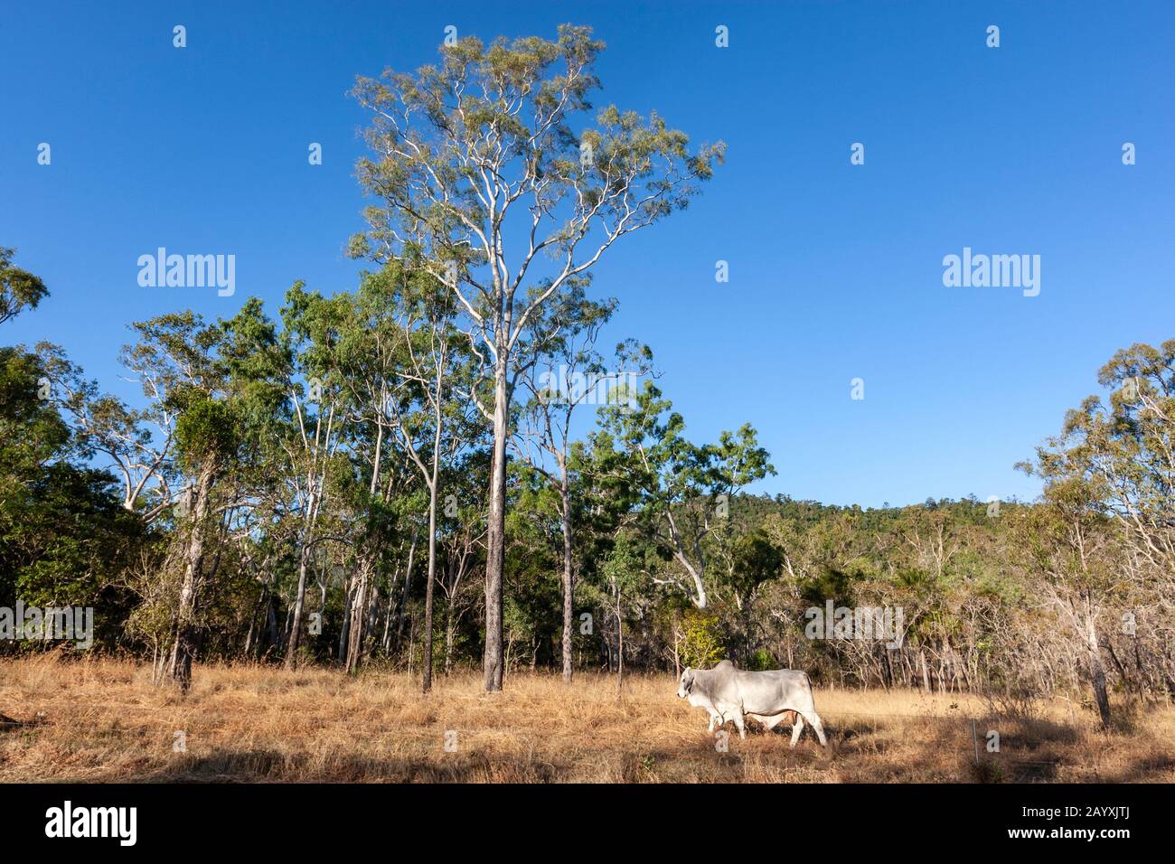 Australian grey bull in Queensland, Australia Stock Photo - Alamy