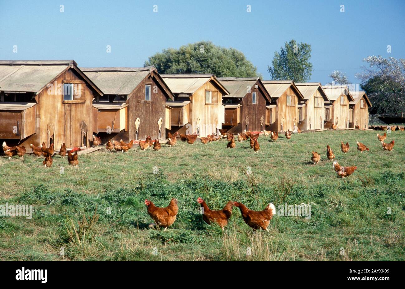 free range organic chickens & housing, UK Stock Photo - Alamy