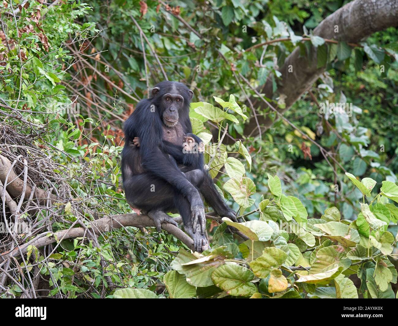 Chimpanzee in its natural habitat on Baboon Islands in The Gambia Stock ...