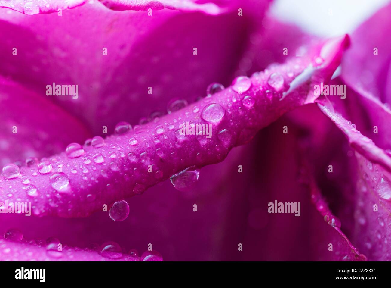fresh purple roses Stock Photo - Alamy