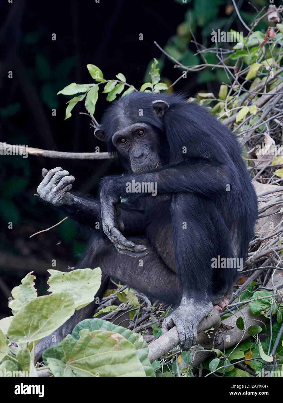 Chimpanzee in its natural habitat on Baboon Islands in The Gambia Stock ...