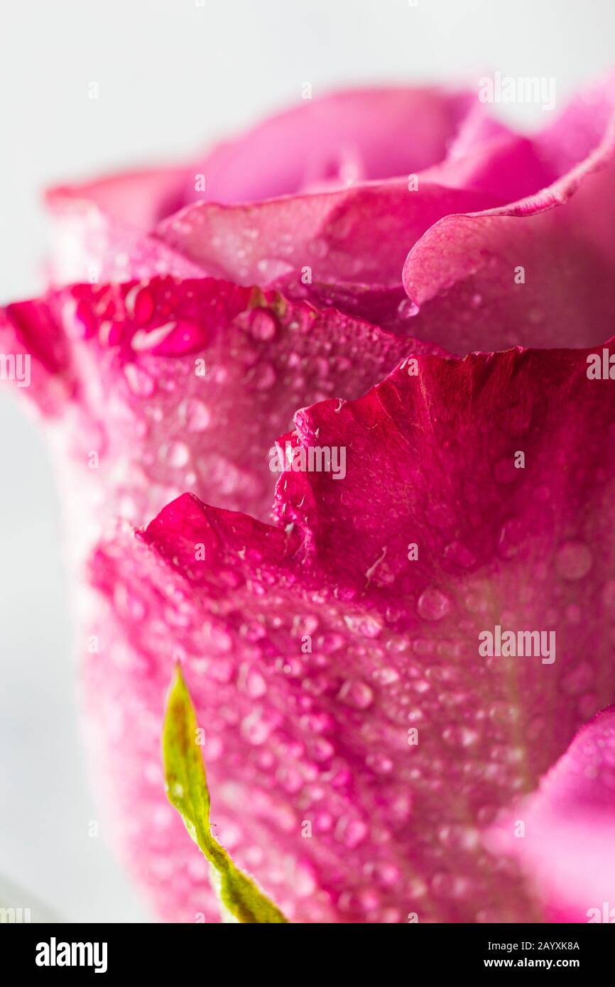 fresh purple roses Stock Photo - Alamy