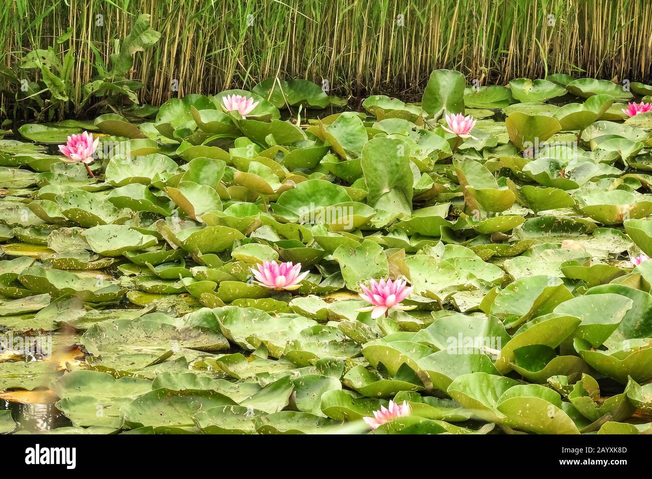 Water lilies with pink white colors in a pond in Holland Stock Photo ...