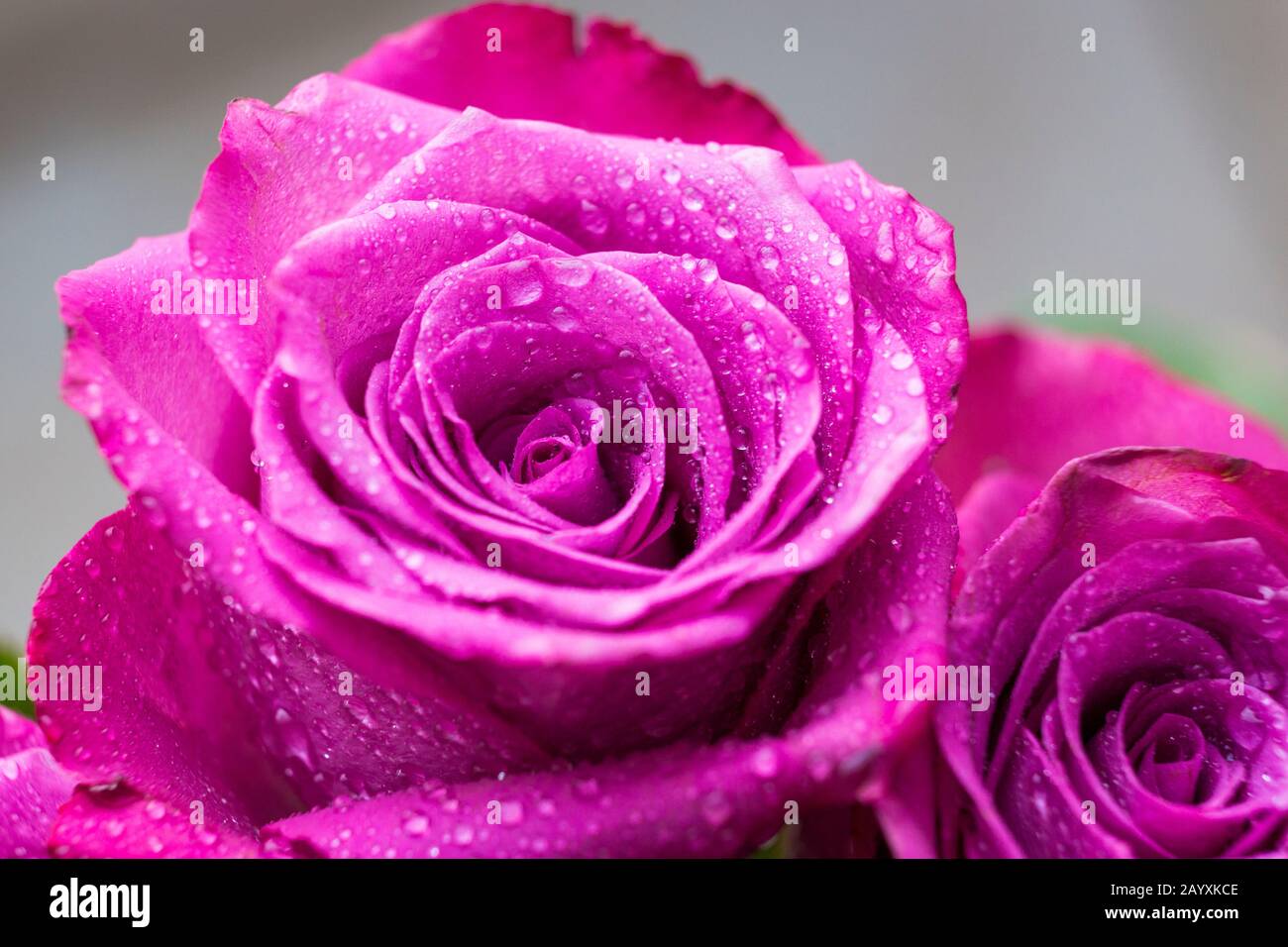 fresh purple roses Stock Photo - Alamy