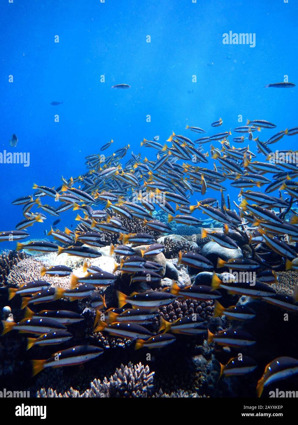 Underwater Coral reef with Twospot Snapper fish (Lutjanus biguttatus ...