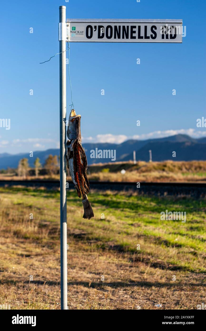 Roadside dead fish hanging on O´Donnells Rd sign in Queensland ...