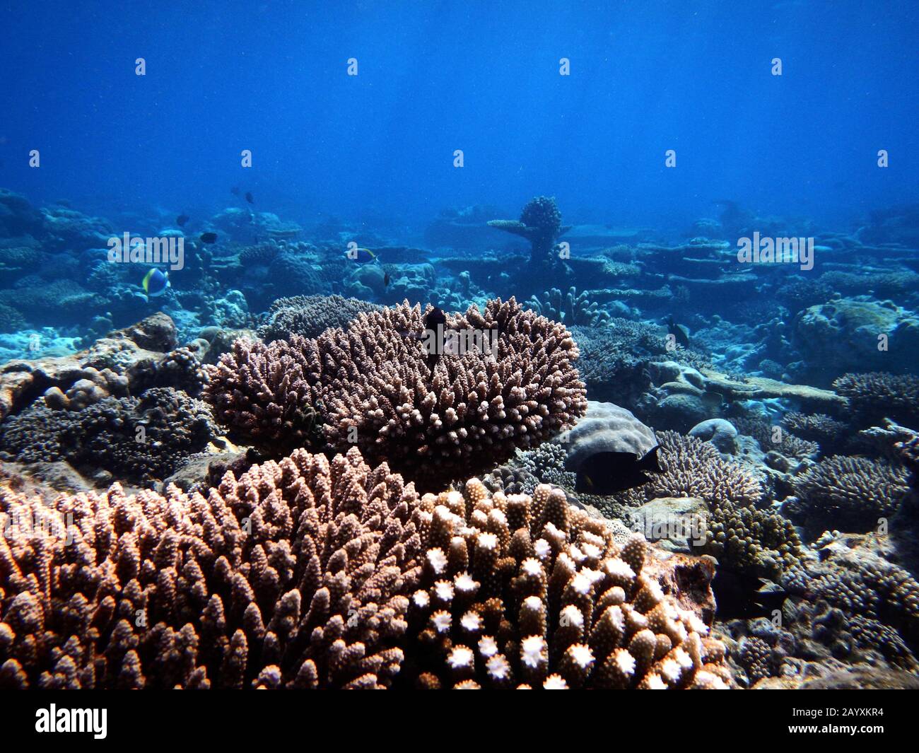 Colorful coral reefs with hard coral Stock Photo - Alamy