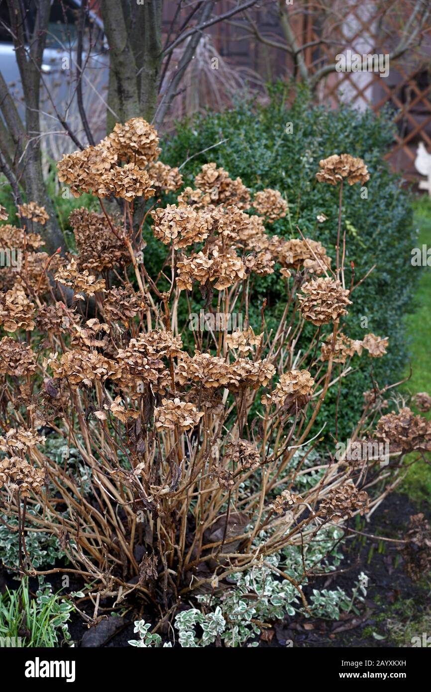 withered hydrangea flowers in the garden in early spring Stock Photo - Alamy