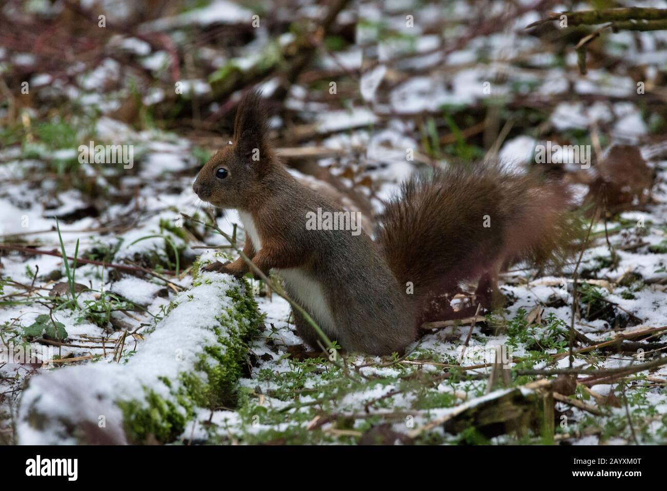 Red Squirrel (Sciurus vulgaris). Bialowieza, Poland Stock Photo - Alamy