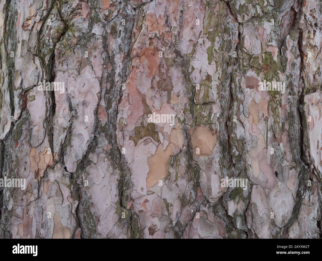Soft pink pine bark close-up Stock Photo - Alamy