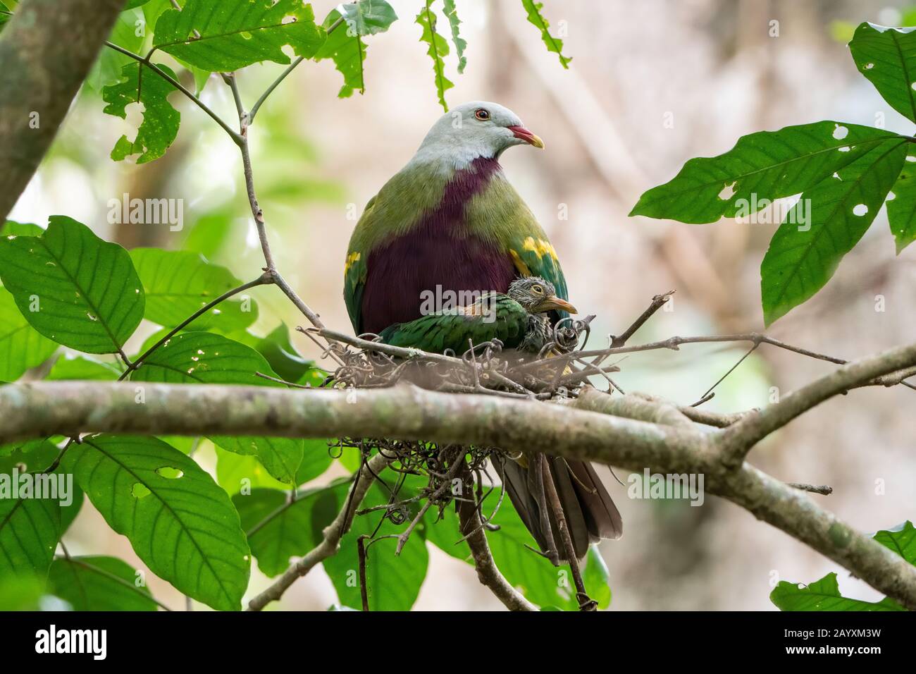 Wompoo pigeons hi-res stock photography and images - Alamy