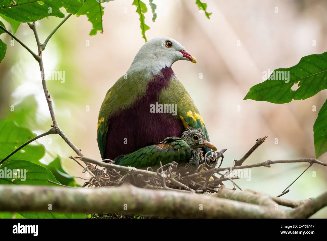 Wompoo fruit doves hi-res stock photography and images - Alamy