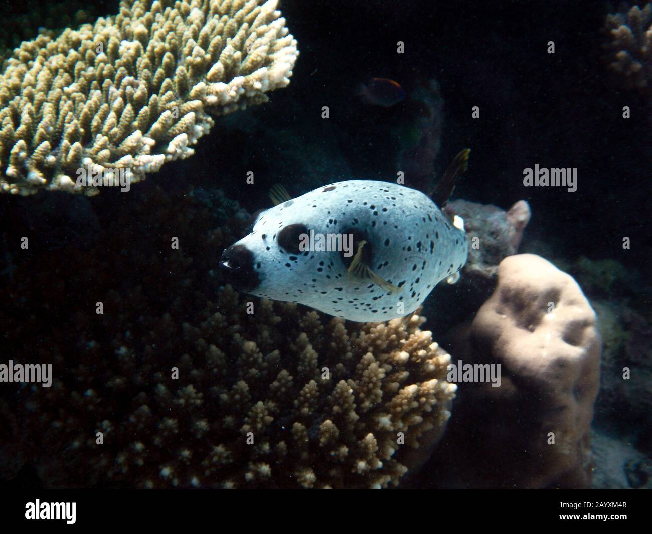 Blackspotted pufferfish Arothron nigropunctatus Stock Photo - Alamy