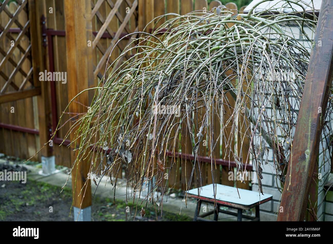 Dangling branch hi-res stock photography and images - Alamy