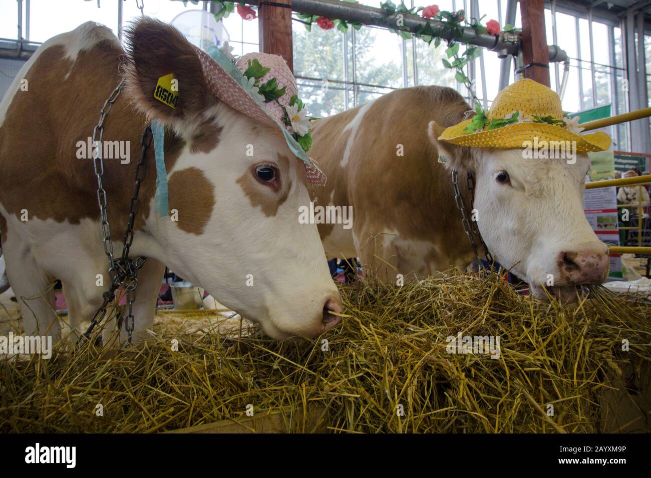 View of the best cows from Russian farms at the annual Russian agro ...