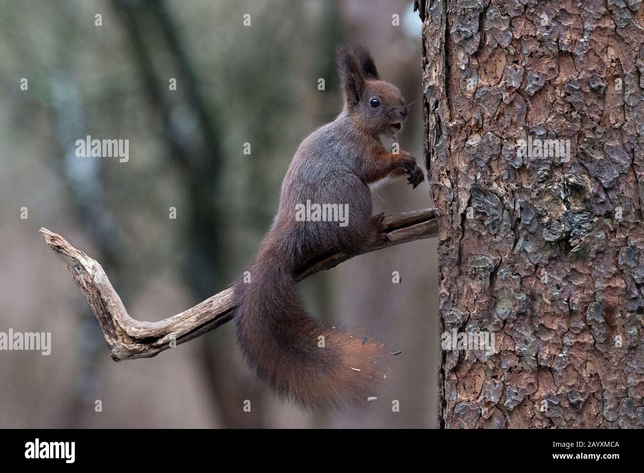 Squirrels mammals rodents hi-res stock photography and images - Alamy