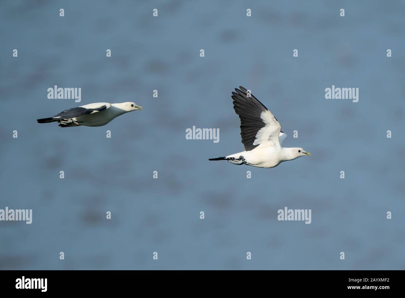 Imperial pigeon ducula spilorrhoa hi-res stock photography and images ...