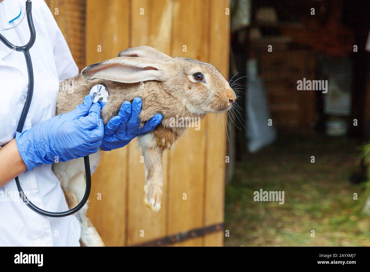 Veterinarian woman with stethoscope holding and examining rabbit on ...