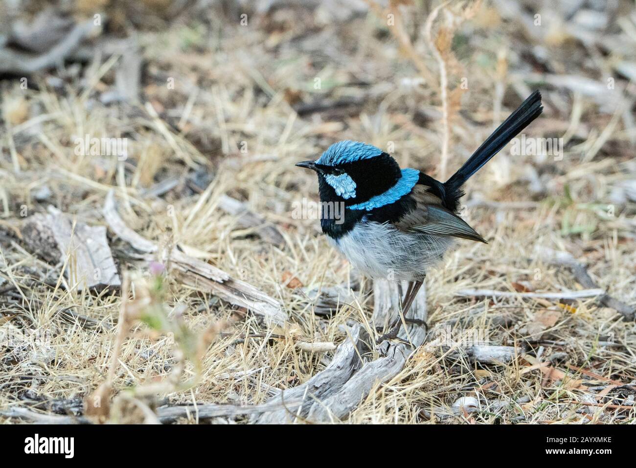superb fairywren, Malurus cyaneus, adult male perched on ground ...