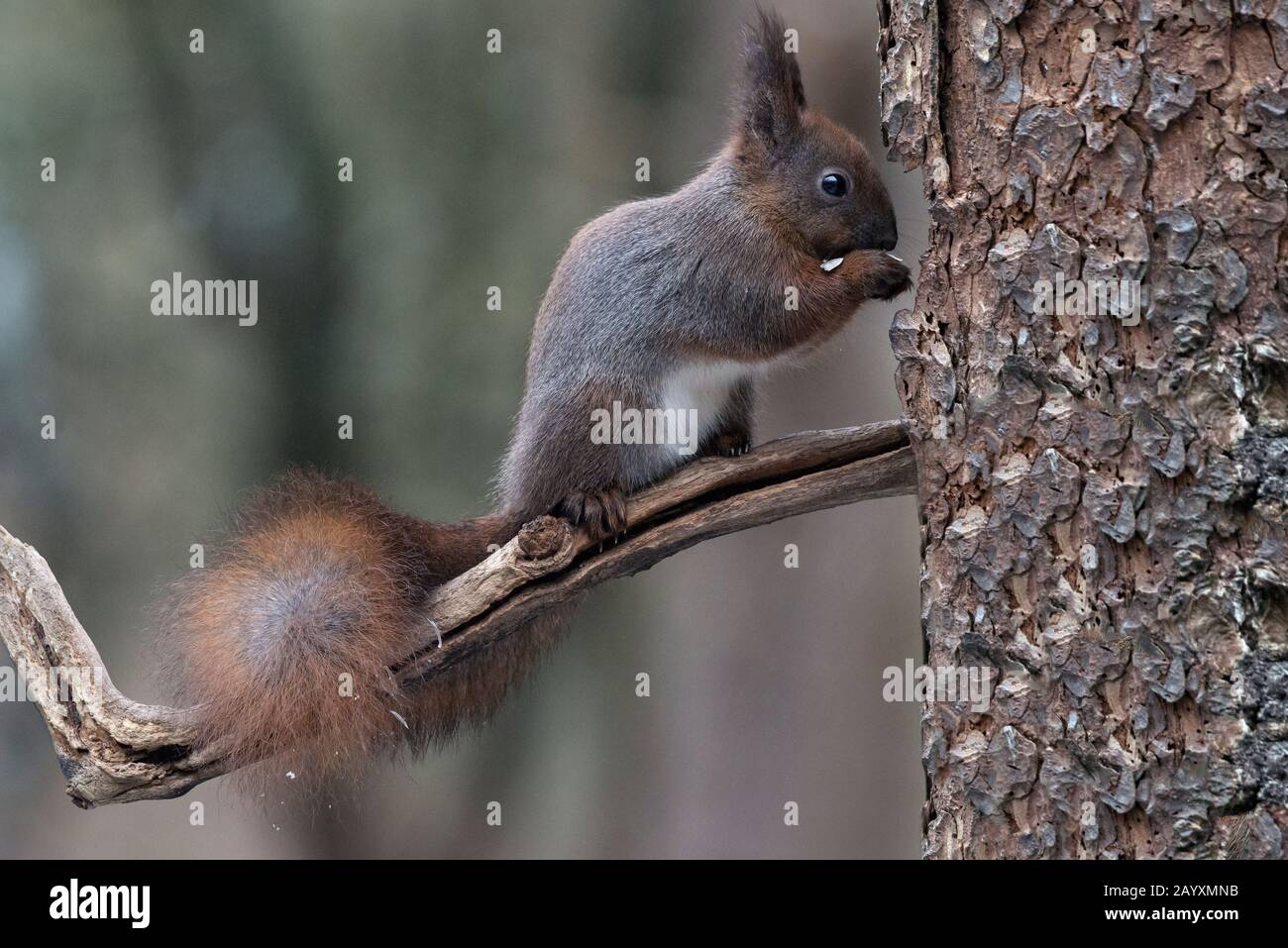 Squirrels mammals rodents hi-res stock photography and images - Alamy