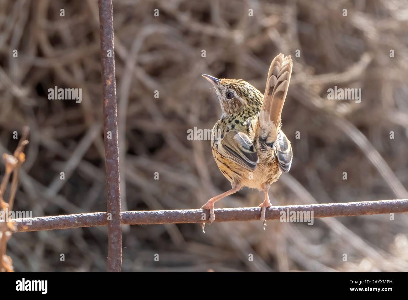Striated fieldwrens hi-res stock photography and images - Alamy