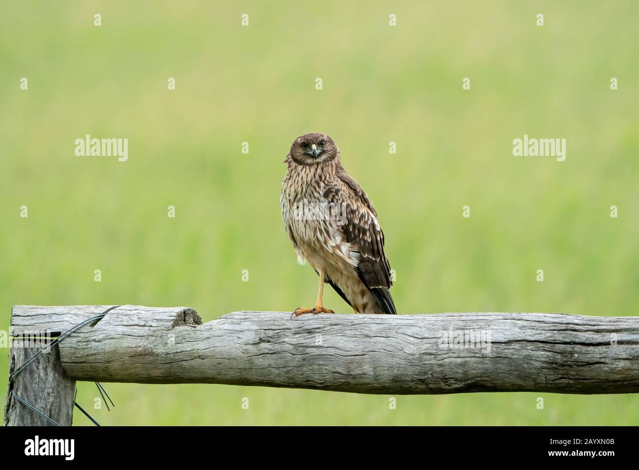 Spotted harrier hi-res stock photography and images - Alamy