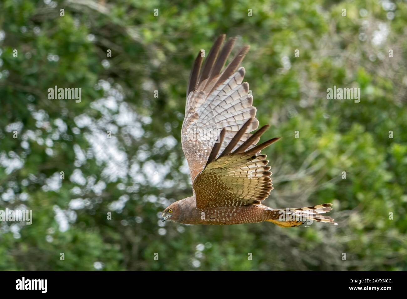 Spotted harrier hi-res stock photography and images - Alamy