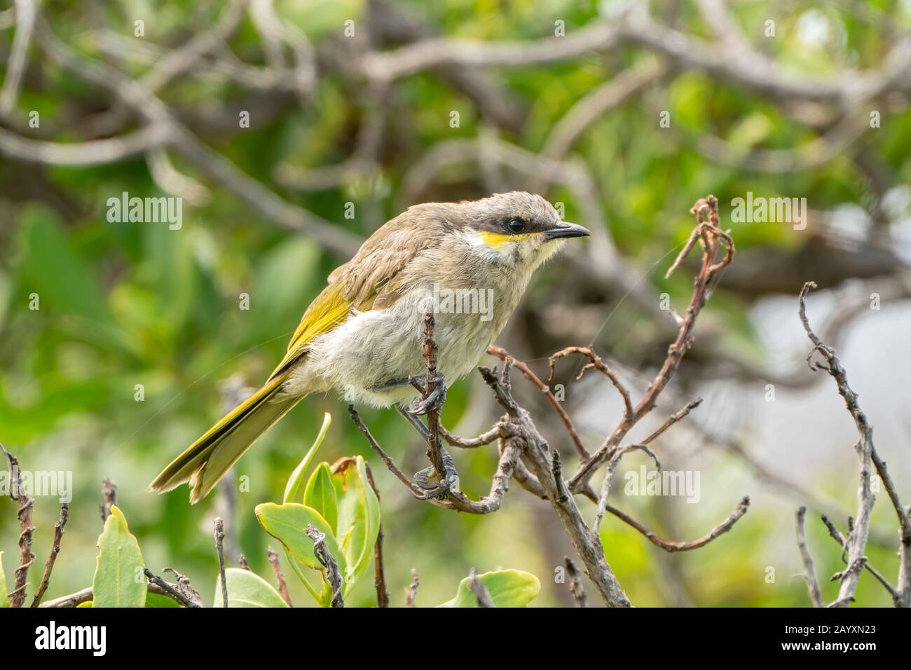 Adults pollen eaters hi-res stock photography and images - Alamy