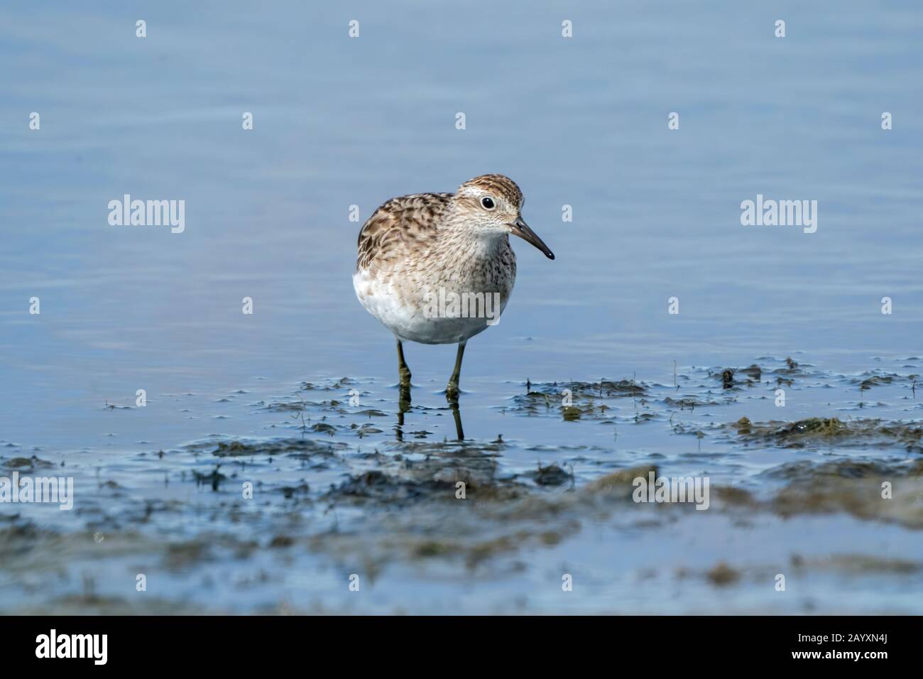 sharp-tailed sandpiper, Calidris acuminata, feeding in soft mud, Cairns ...