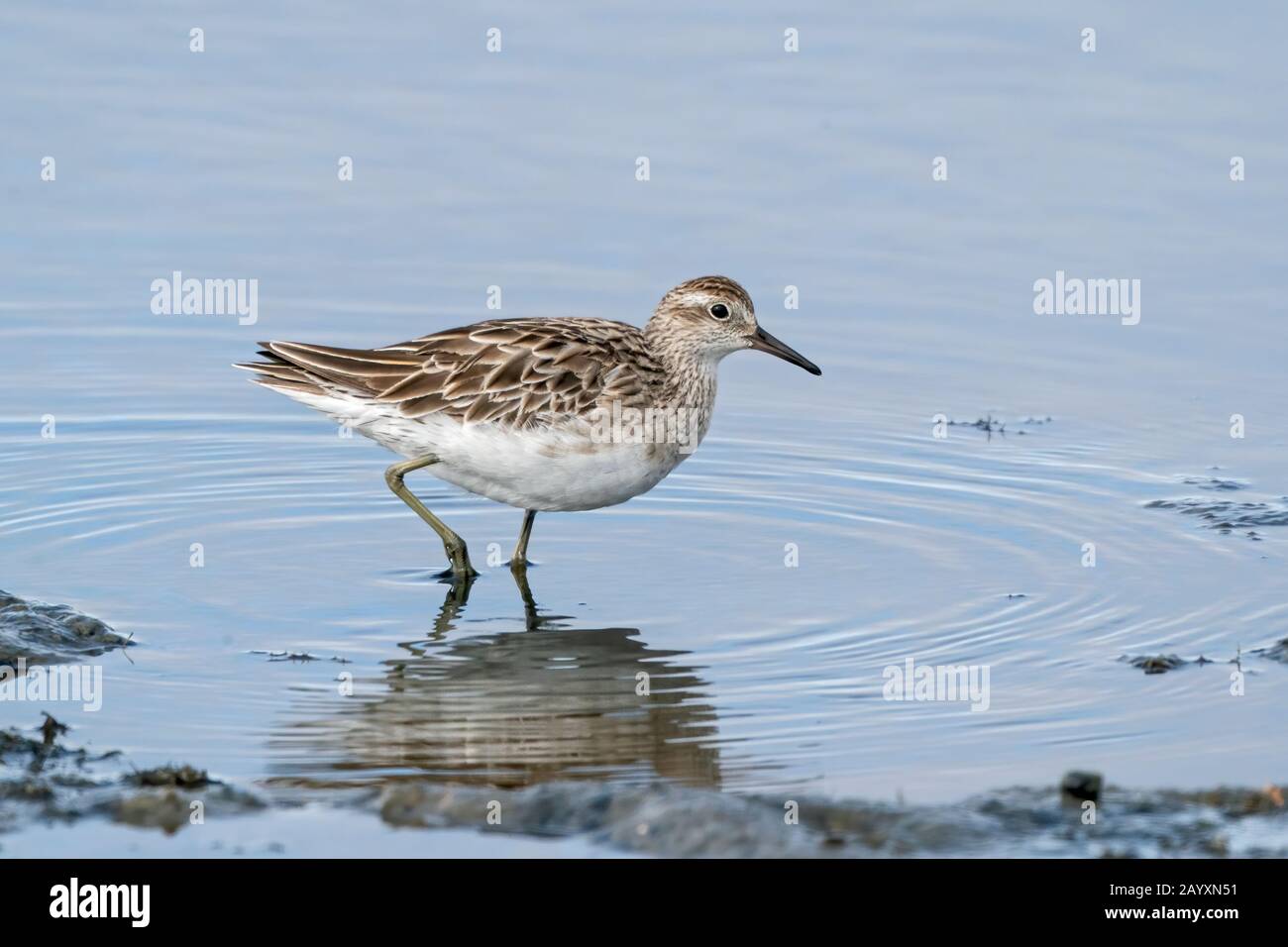 sharp-tailed sandpiper, Calidris acuminata, feeding in soft mud, Cairns ...