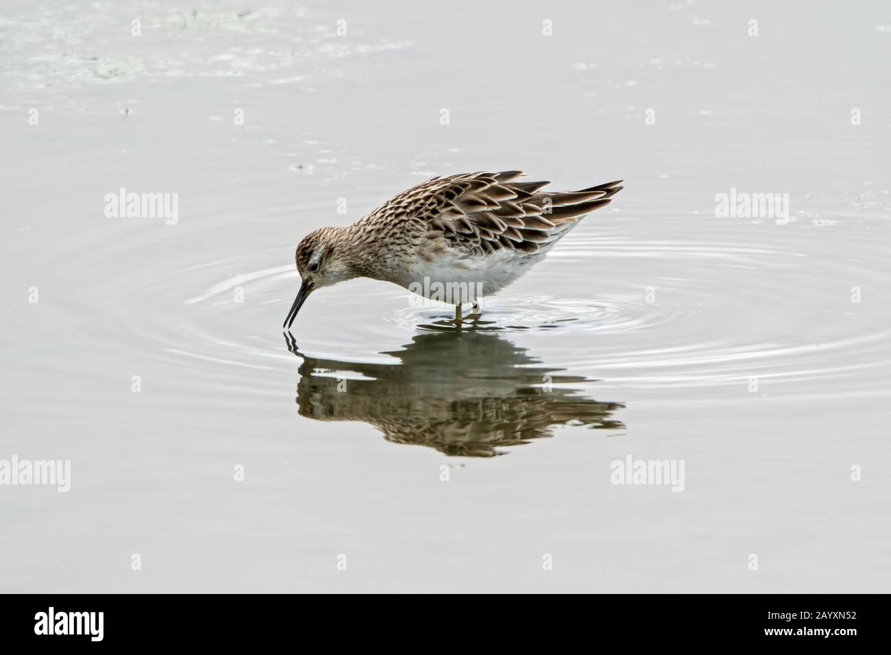 sharp-tailed sandpiper, Calidris acuminata, feeding in soft mud, Cairns ...
