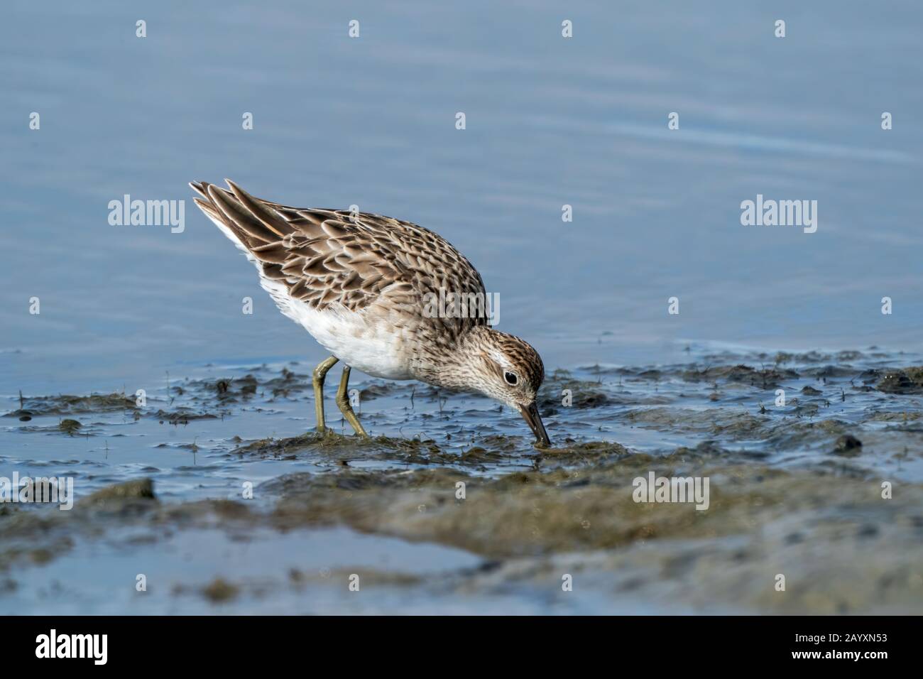 sharp-tailed sandpiper, Calidris acuminata, feeding in soft mud, Cairns ...