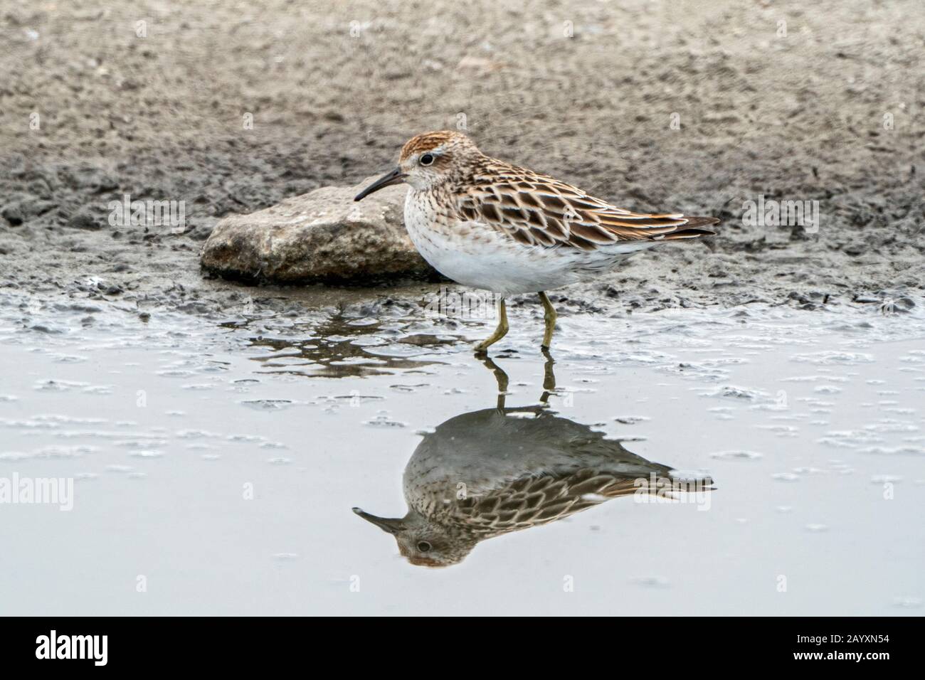 sharp-tailed sandpiper, Calidris acuminata, feeding in soft mud, Cairns ...