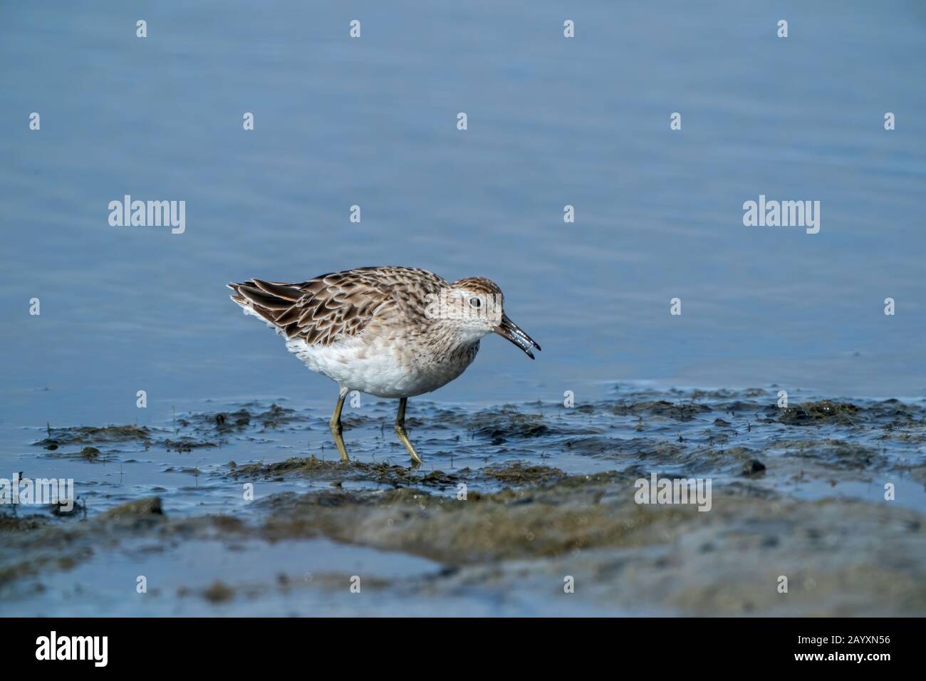 sharp-tailed sandpiper, Calidris acuminata, feeding in soft mud, Cairns ...
